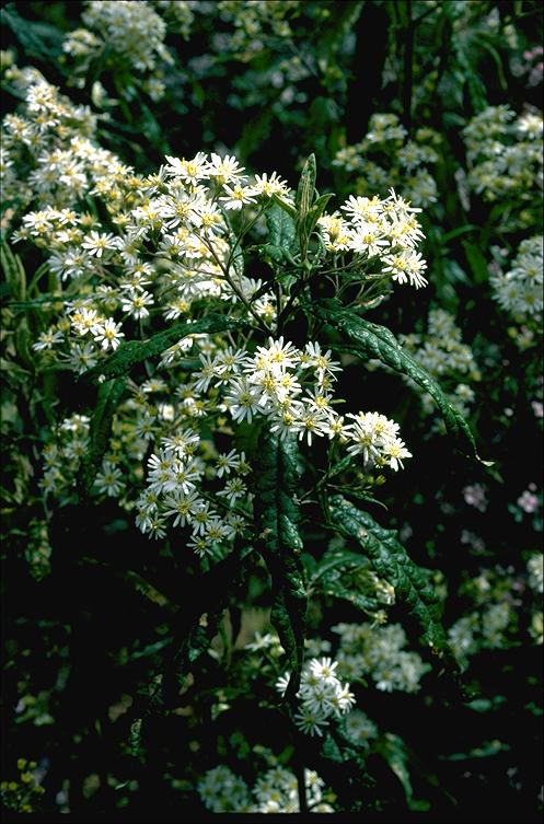 Olearia lirata - plant details - WorldFloraDB