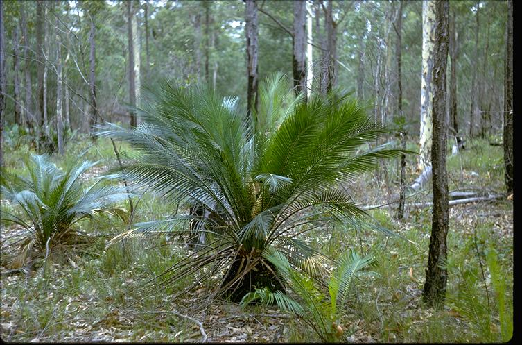 Macrozamia communis (Burrawang palm)