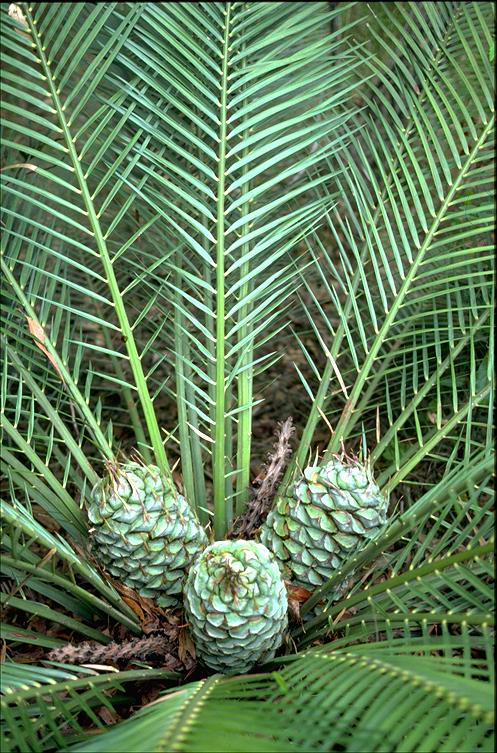 Macrozamia communis (Burrawang palm)