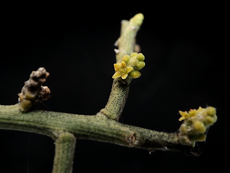 Exocarpos aphyllus - plant details - WorldFloraDB