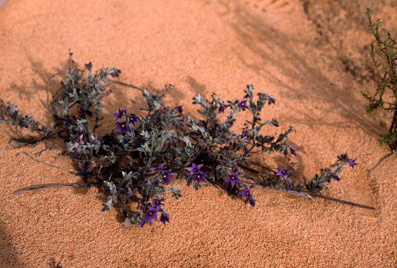 Halgania - plant details - WorldFloraDB