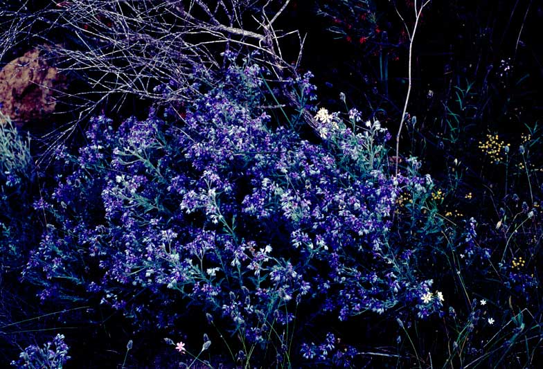 Halgania - plant details - WorldFloraDB