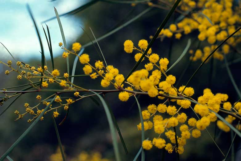 Acacia adunca (Chicory) - plant details - WorldFloraDB