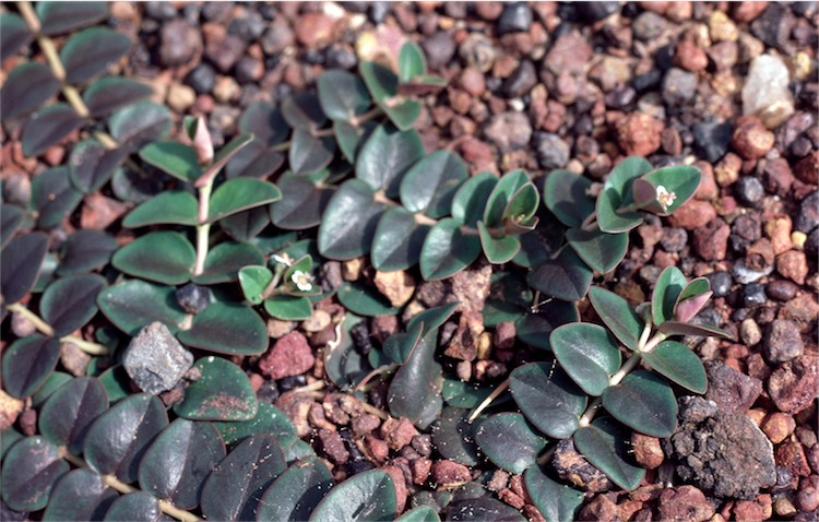 Euphorbia (Spurge) - plant details - WorldFloraDB