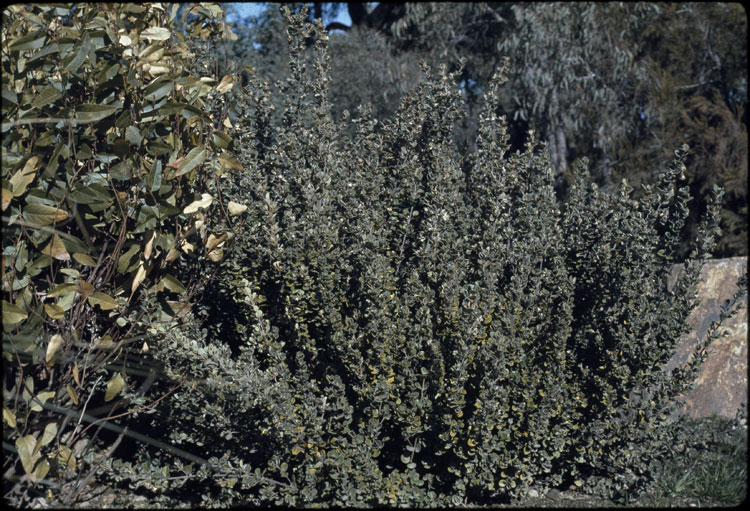 Correa alba - plant details - WorldFloraDB