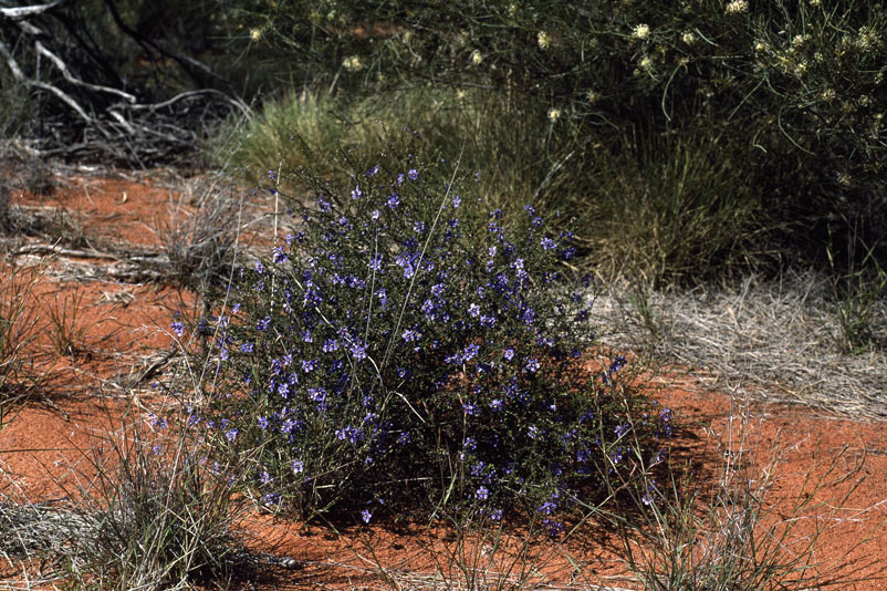 Halgania - plant details - WorldFloraDB