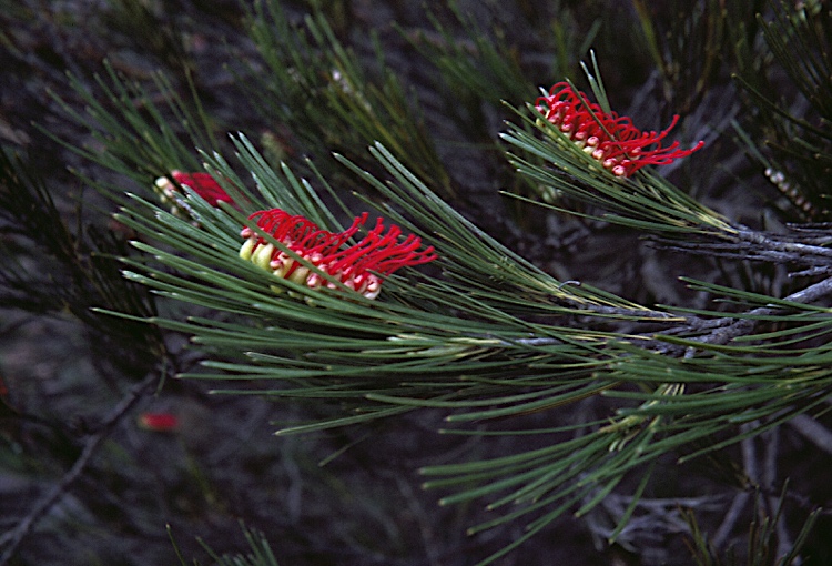 Grevillea coccinea: plant details - WorldFloraDB