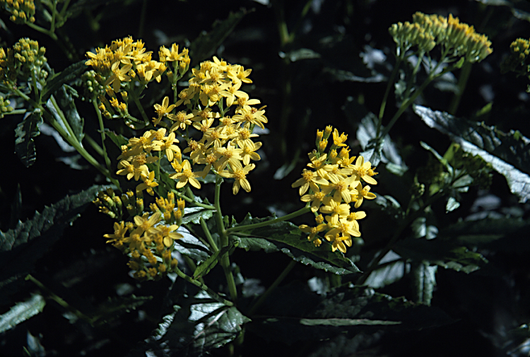Senecio linearifolius (Fireweed Groundsel) - plant details - WorldFloraDB