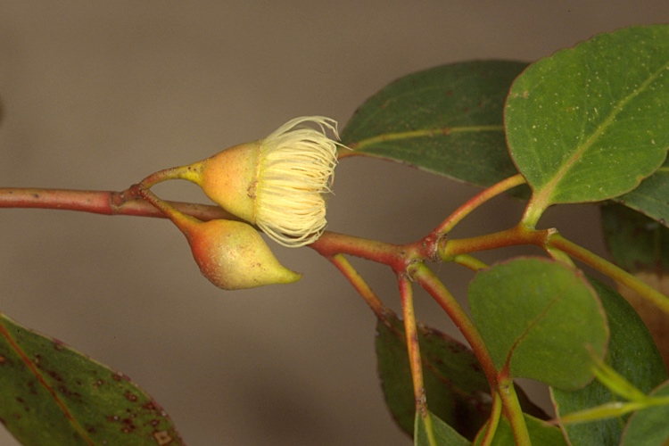 Eucalyptus leucoxylon subsp. megalocarpa - plant details - WorldFloraDB