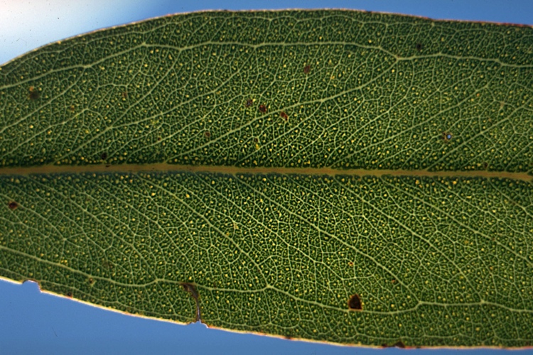 Eucalyptus leucoxylon subsp. megalocarpa - plant details - WorldFloraDB
