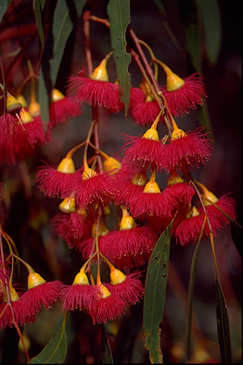 Eucalyptus leucoxylon subsp. megalocarpa - plant details - WorldFloraDB