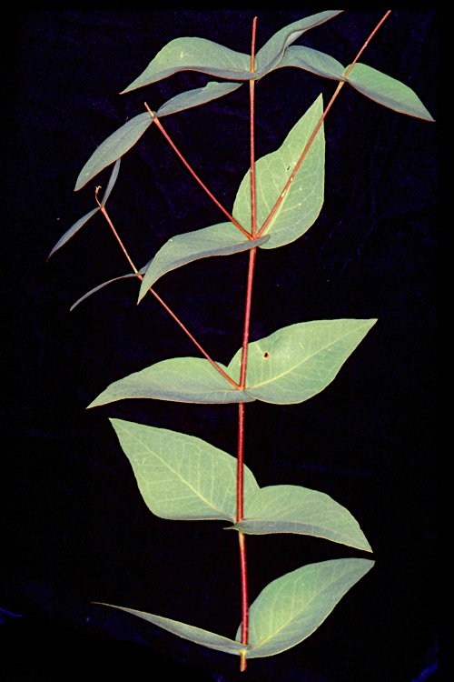 Eucalyptus leucoxylon subsp. megalocarpa - plant details - WorldFloraDB