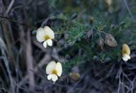 gompholobium huegelii taken at rocky cape national park c 1