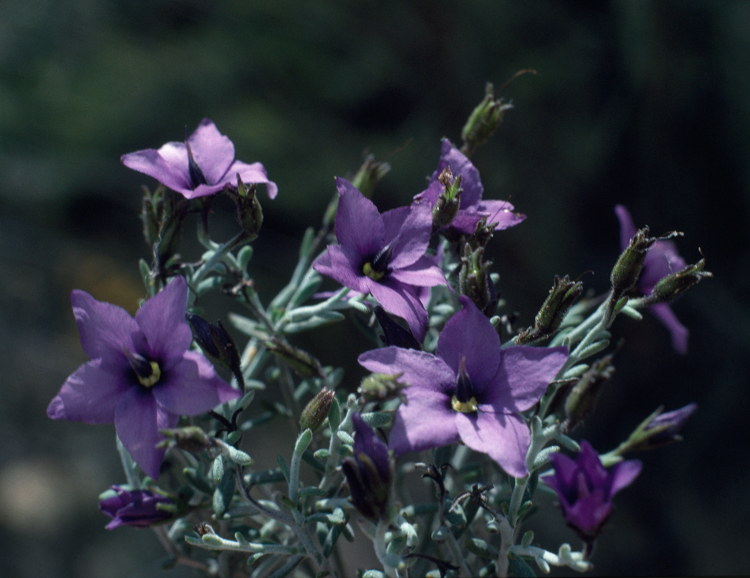 Halgania - plant details - WorldFloraDB
