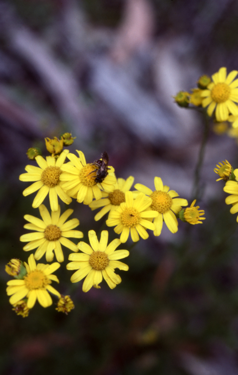 Senecio linearifolius (Fireweed Groundsel) - plant details - WorldFloraDB