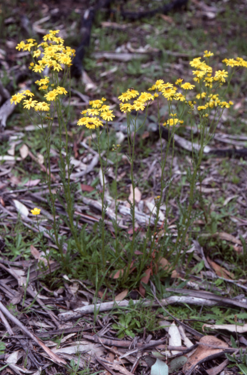 Senecio linearifolius (Fireweed Groundsel) - plant details - WorldFloraDB