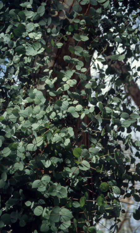 Eucalyptus rubida (Candlebark) - plant details - WorldFloraDB