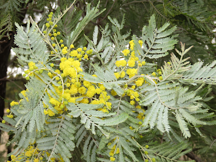 Acacia leucoclada subsp. argentifolia: plant details - WorldFloraDB
