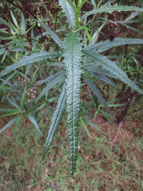 Senecio linearifolius (Fireweed Groundsel) - plant details - WorldFloraDB