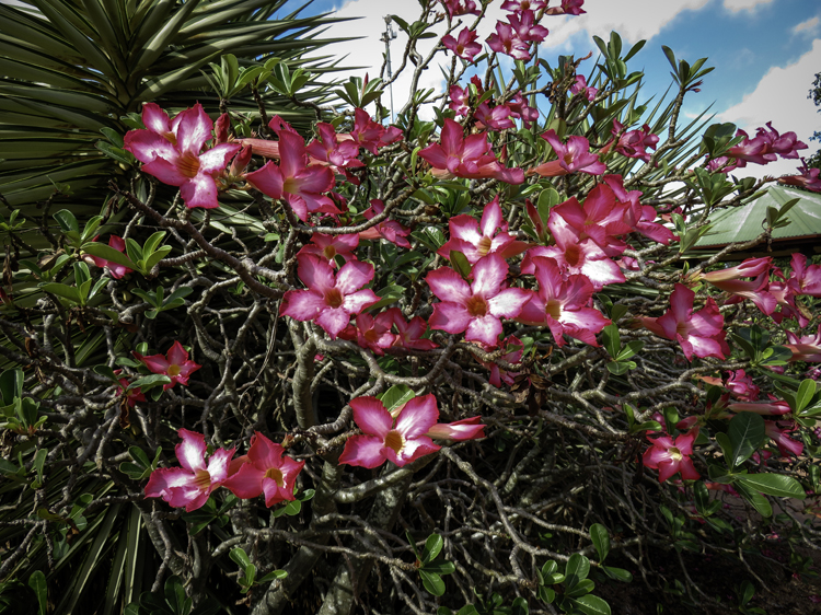 Adenium obesum (Desert-Rose) - plant details - WorldFloraDB