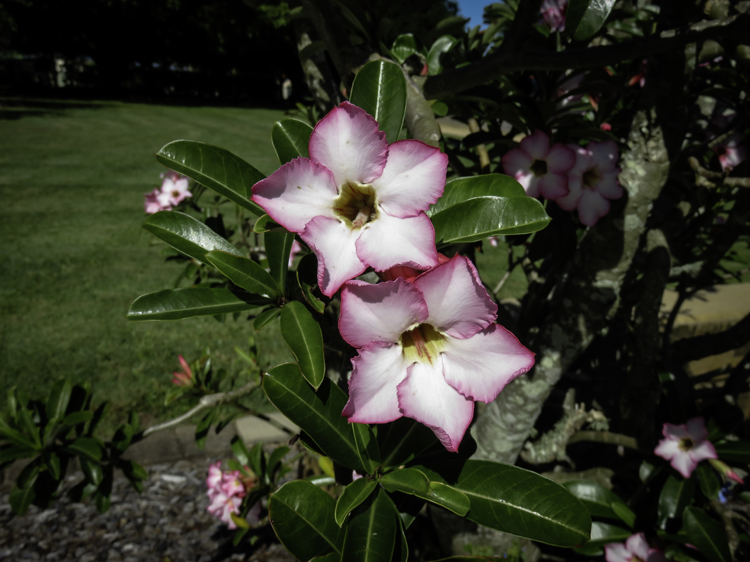 Adenium obesum (Desert-Rose) - plant details - WorldFloraDB