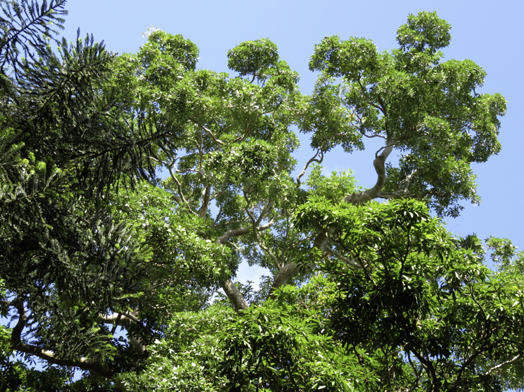 Alstonia scholaris (Milkwood Pine) - plant details - WorldFloraDB