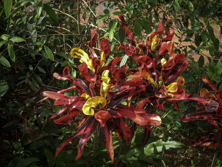 Codiaeum variegatum (Garden Croton) - plant details - WorldFloraDB
