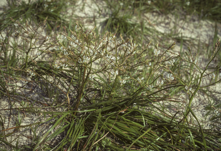 Trachyandra divaricata - plant details - WorldFloraDB
