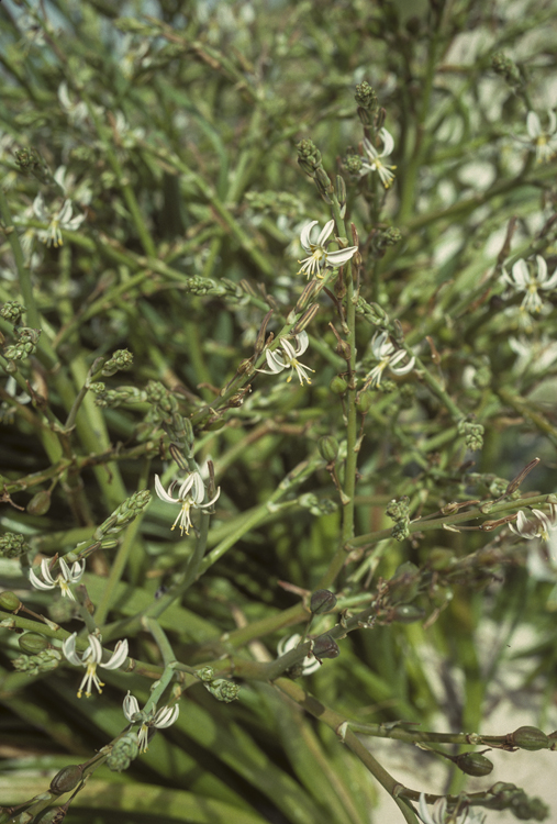 Trachyandra divaricata - plant details - WorldFloraDB