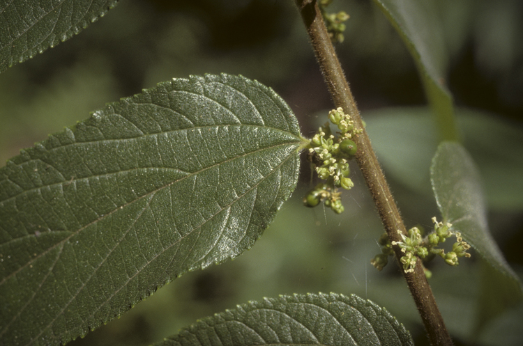 Trema tomentosum: plant details - WorldFloraDB
