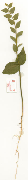 Capparis lucida (Chicory) - plant details - WorldFloraDB