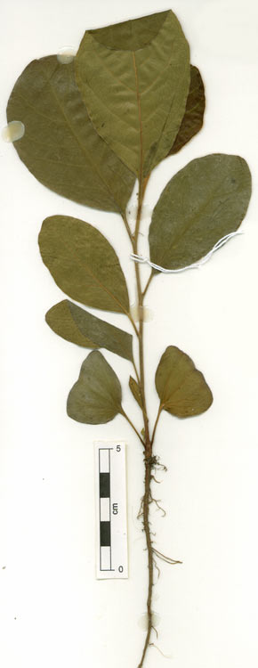 Terminalia platyphylla: plant details - WorldFloraDB