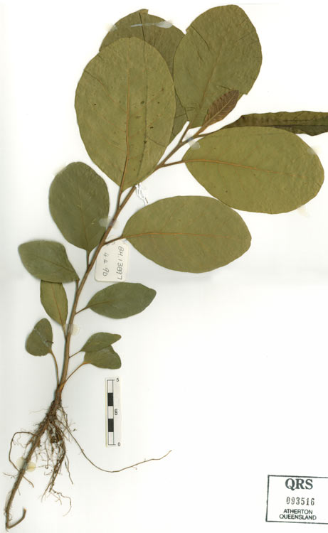 Terminalia platyphylla: plant details - WorldFloraDB