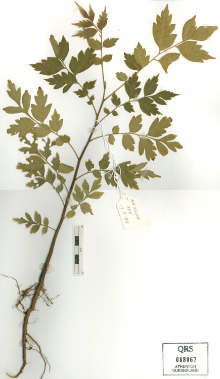 Chukrasia tabularis - plant details - WorldFloraDB