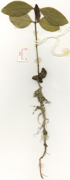 Syzygium aqueum: plant details - WorldFloraDB