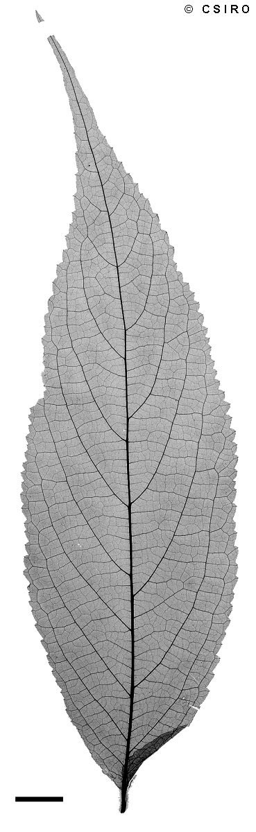 Callicarpa caudata: plant details - WorldFloraDB