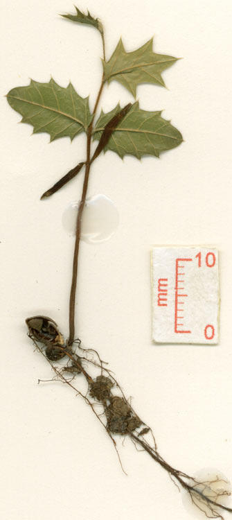 Aphananthe philippinensis - plant details - WorldFloraDB