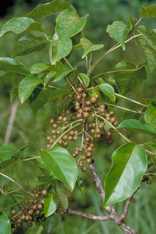 Bischofia javanica (Bishopwood) - plant details - WorldFloraDB