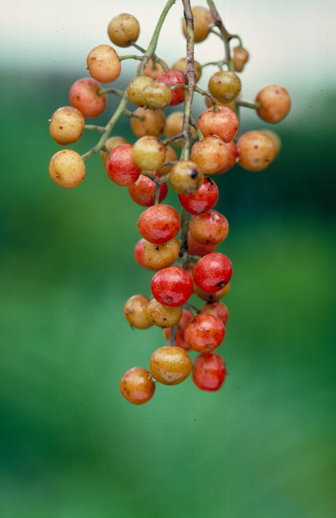 Bischofia javanica (Bishopwood) - plant details - WorldFloraDB