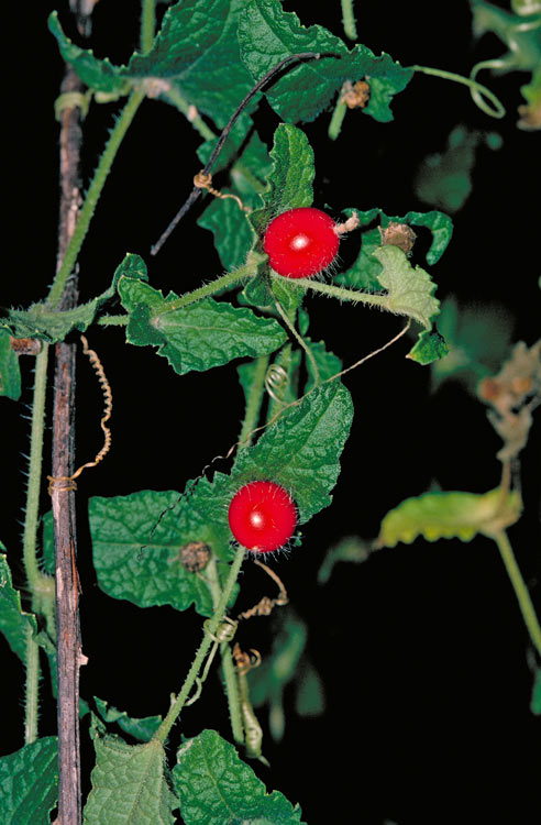 Cucumis maderaspatanus (Rough Bryony) - plant details - WorldFloraDB