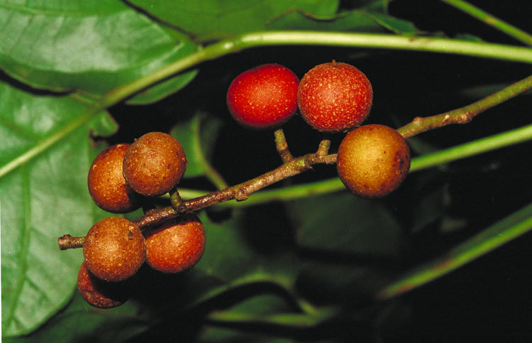 Bischofia javanica (Bishopwood) - plant details - WorldFloraDB