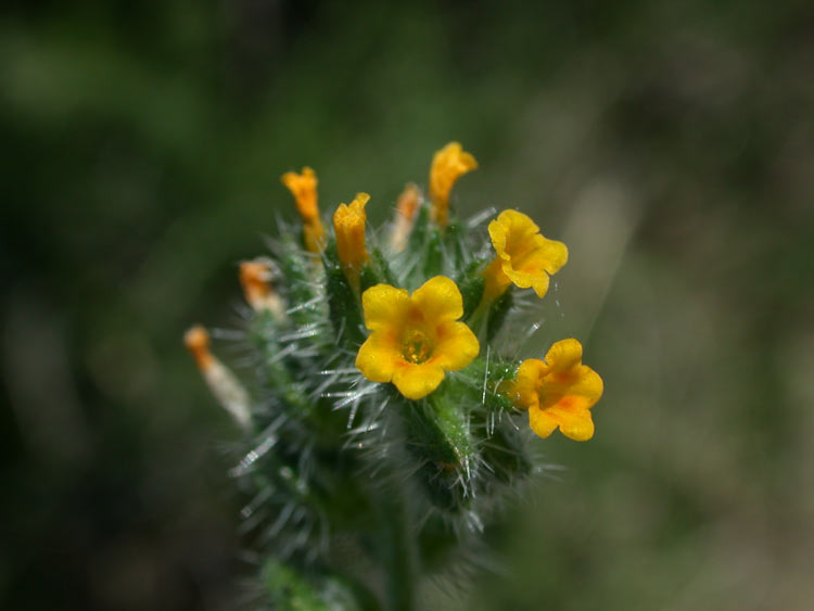 Amsinckia calycina (Hairy Fiddleneck) - plant details - WorldFloraDB