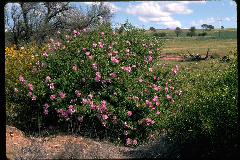 Best Australian Native Plants for Your Garden – florabank.com.au