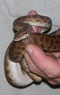 Australian National Botanic Gardens home page