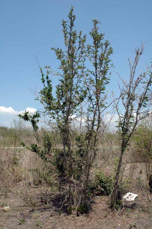 Factsheet - cornigera