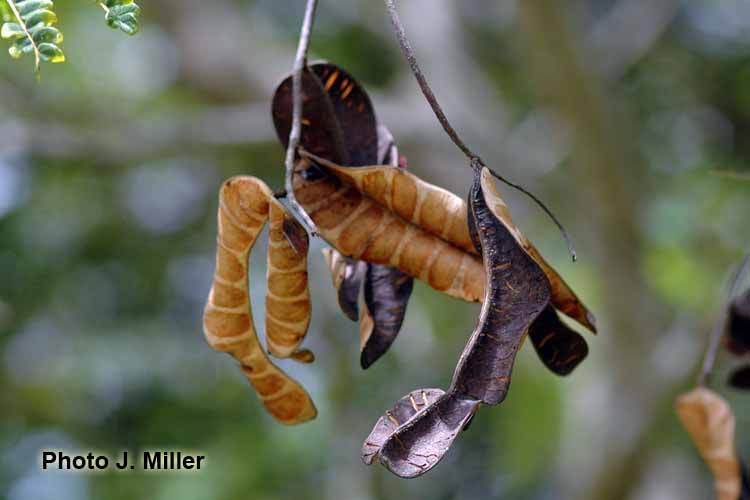 Factsheet - muricata