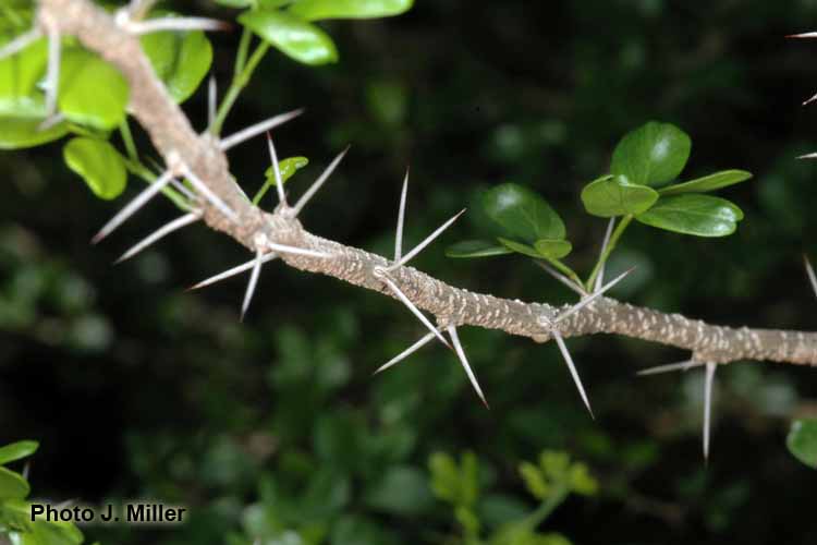 Factsheet - oviedoensis