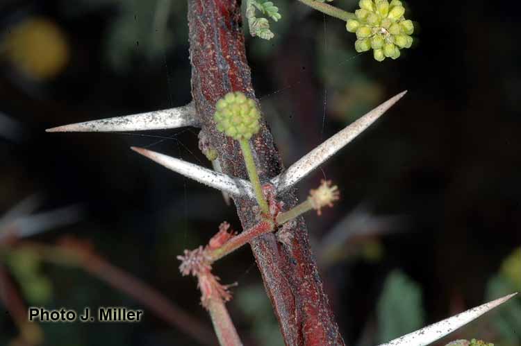 Factsheet - pacencis