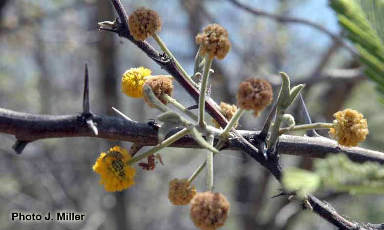 Factsheet - pennatula var. pennatula