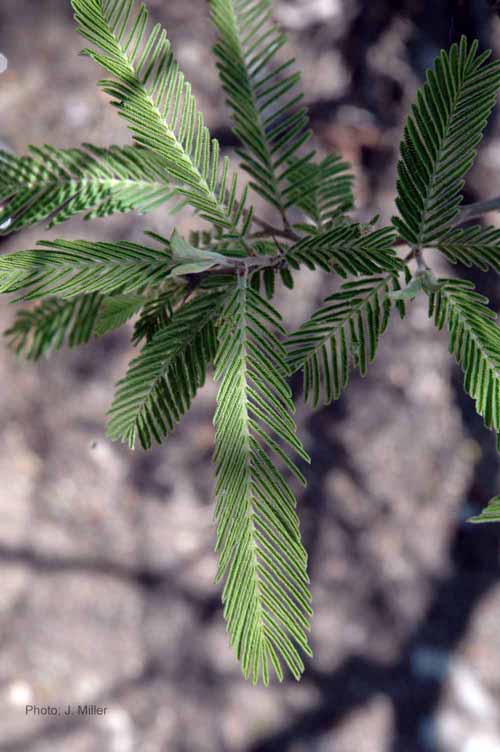 Factsheet - pennatula var. pennatula